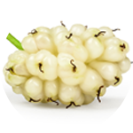 Body Brightening Beauty Milk Premium Plus – Makari Shop